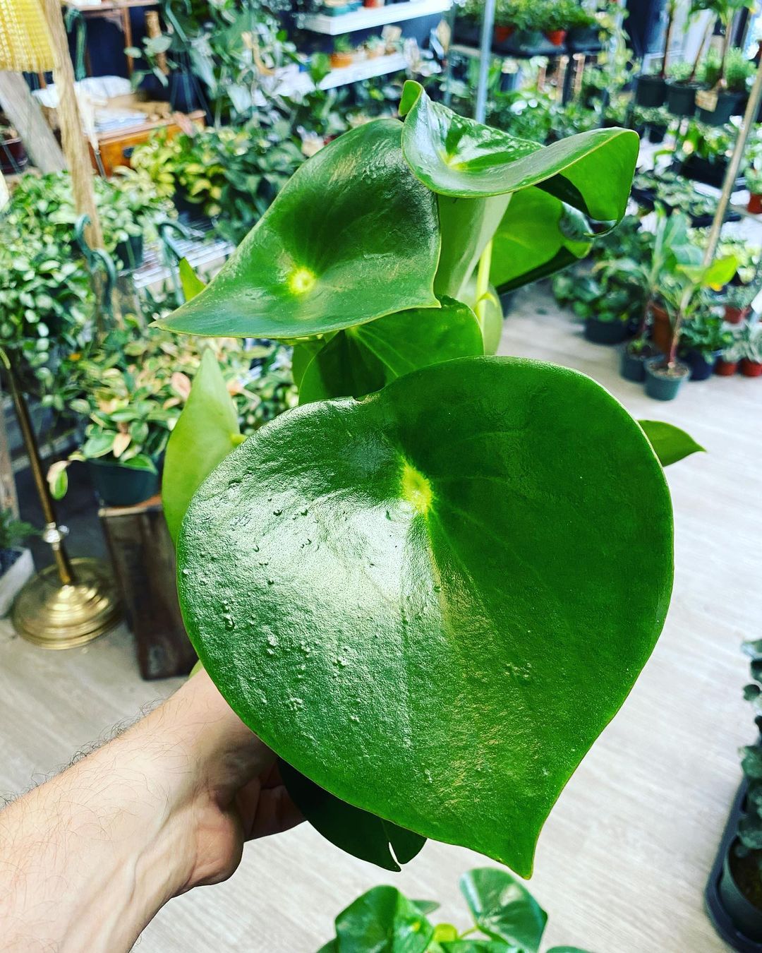 Raindrop Peperomia Care: Growing Peperomia Polybotrya | Plantcarefully