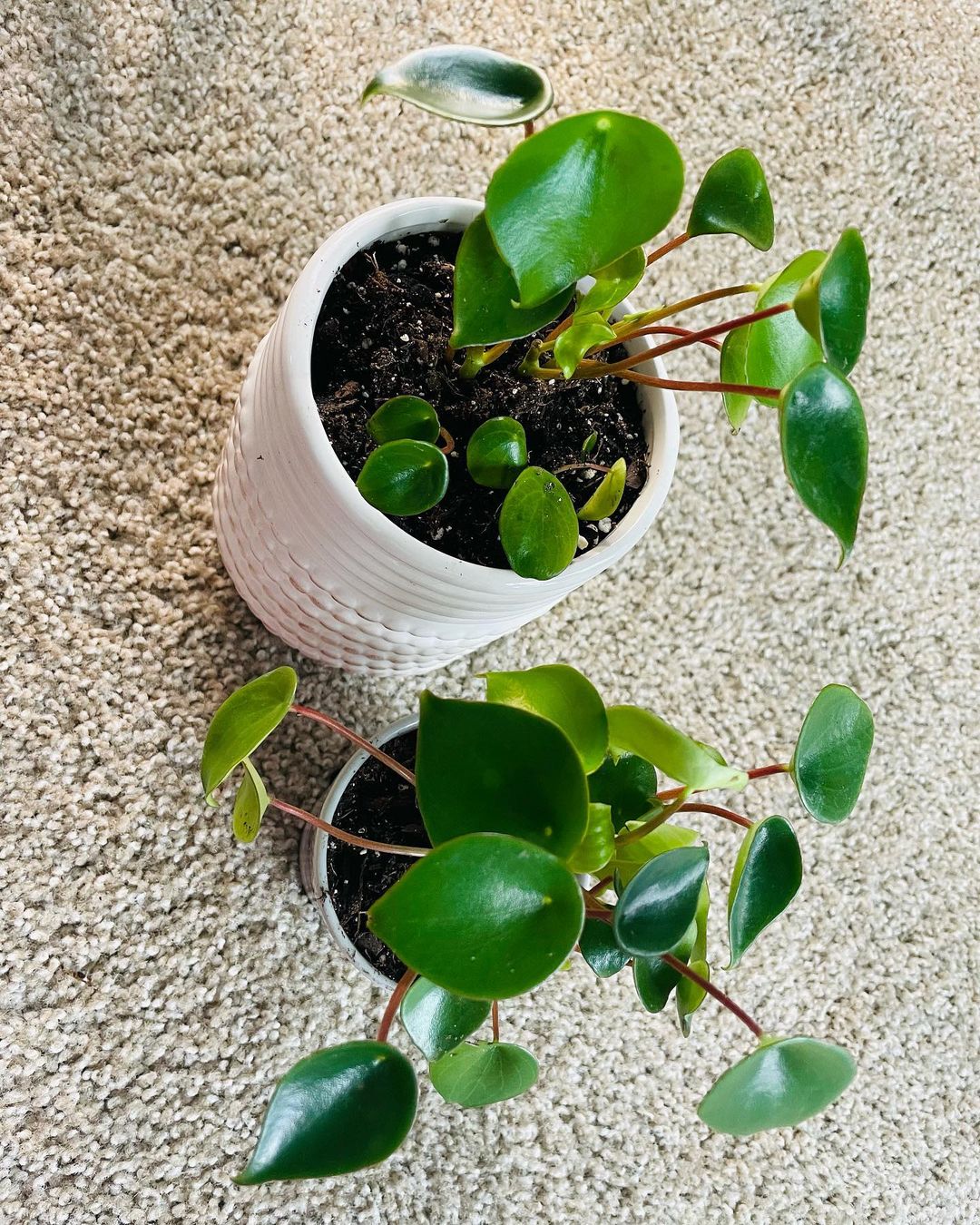 Raindrop Peperomia Care: Growing Peperomia Polybotrya | Plantcarefully