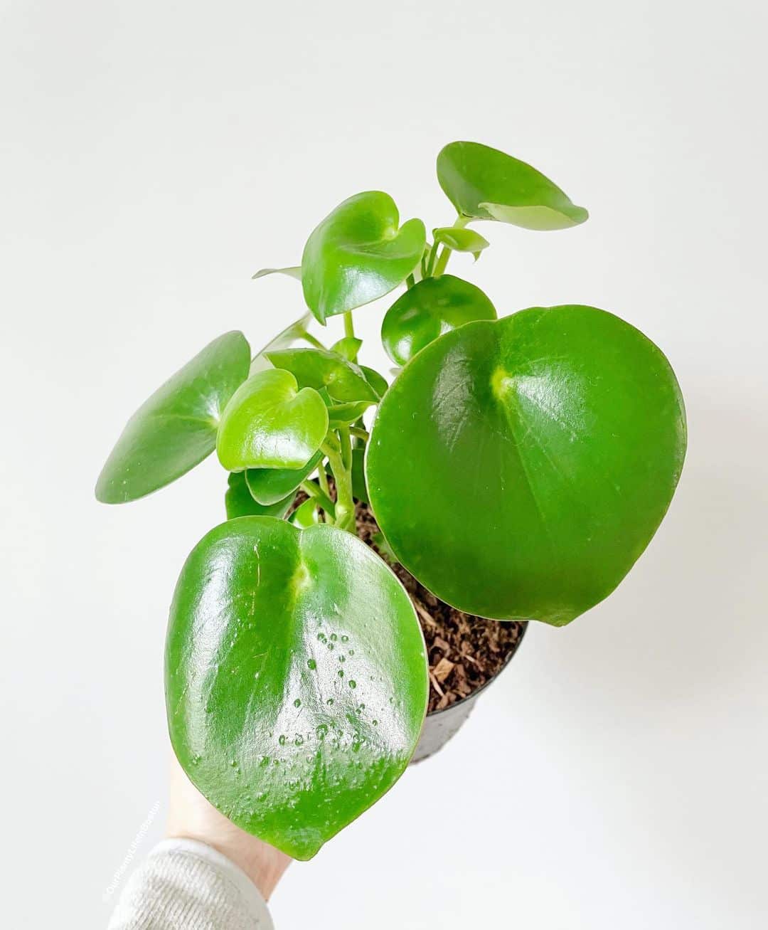 Raindrop Peperomia Care: Growing Peperomia Polybotrya | Plantcarefully