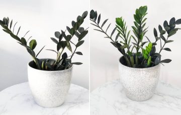 Raven ZZ Plant: Care and Growing Tips! | Plantcarefully