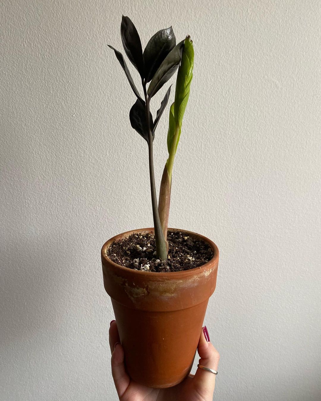 Raven ZZ Plant: Care and Growing Tips! | Plantcarefully