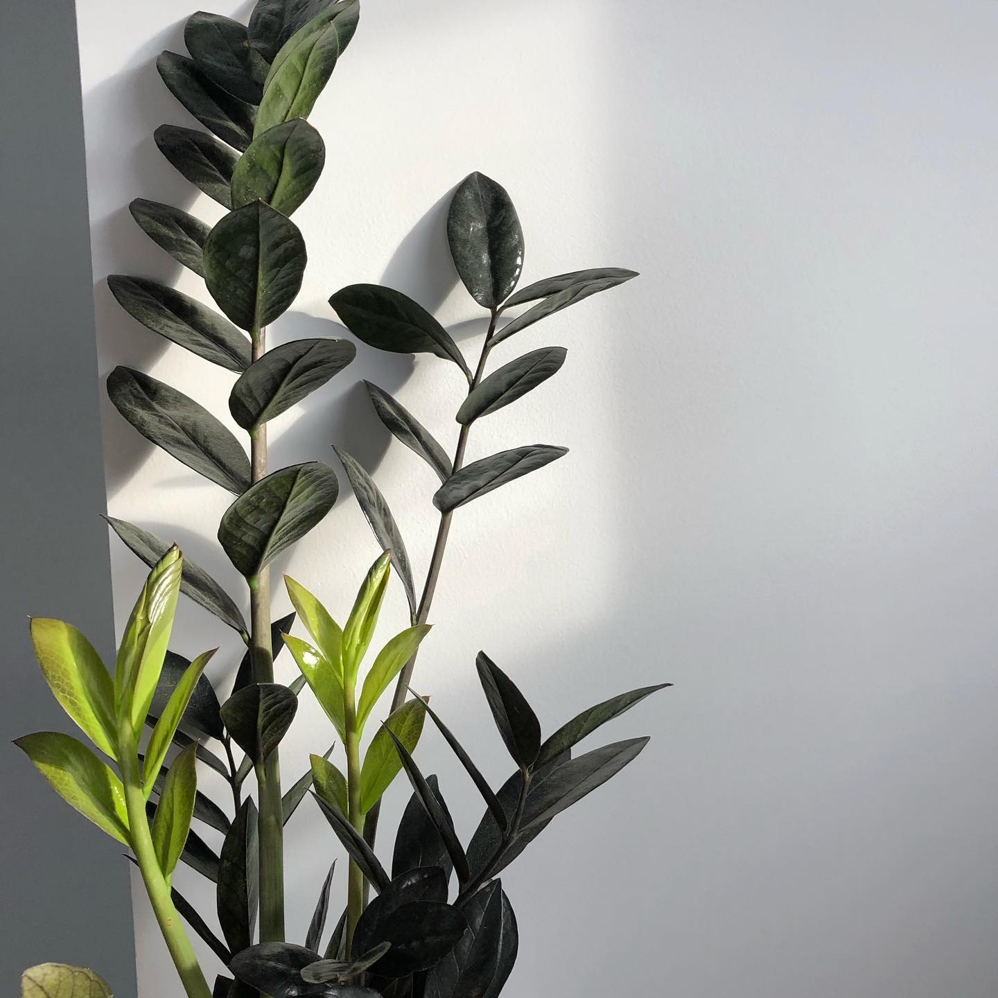 Raven ZZ Plant: Care and Growing Tips! | Plantcarefully
