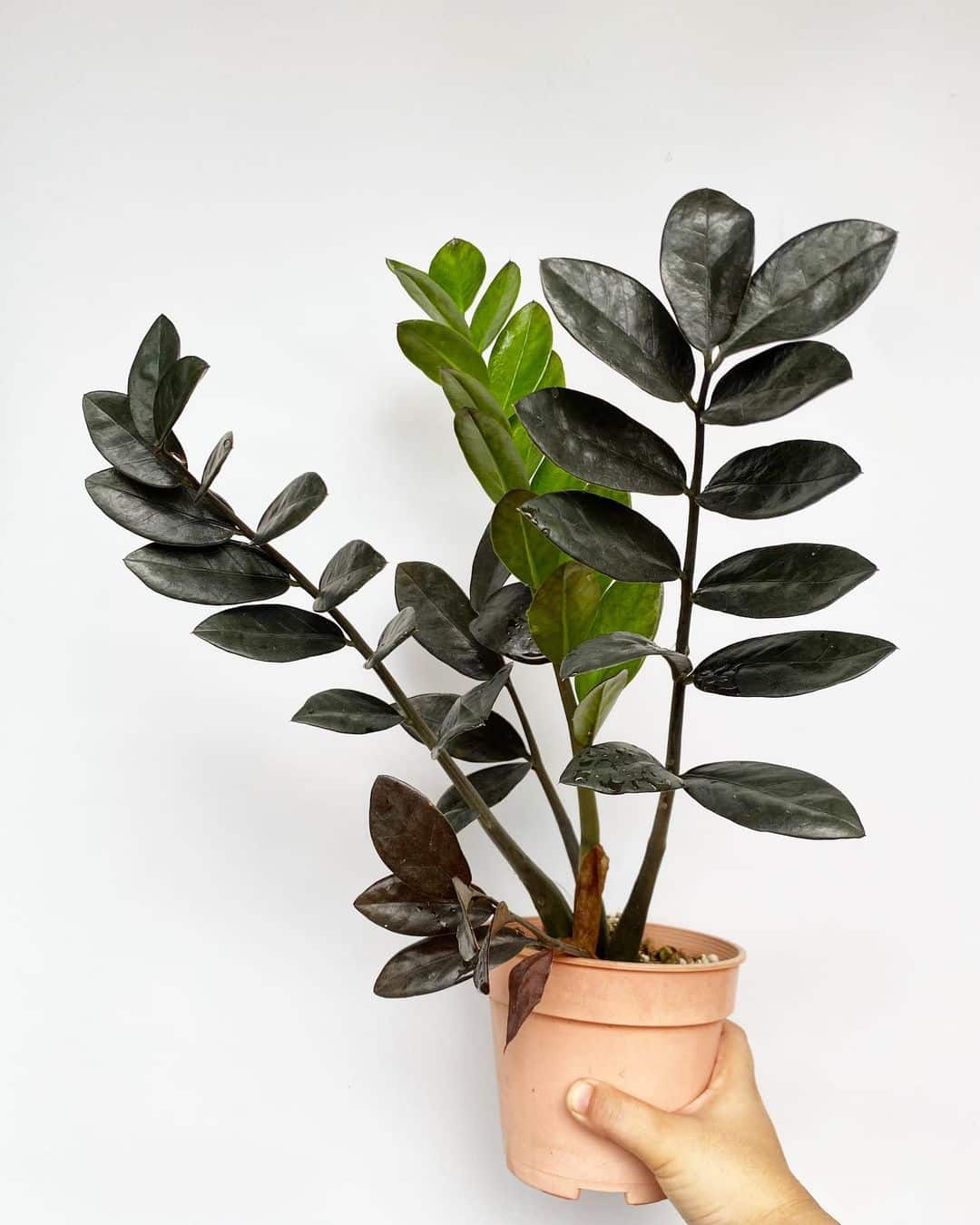 Raven ZZ Plant: Care and Growing Tips! | Plantcarefully