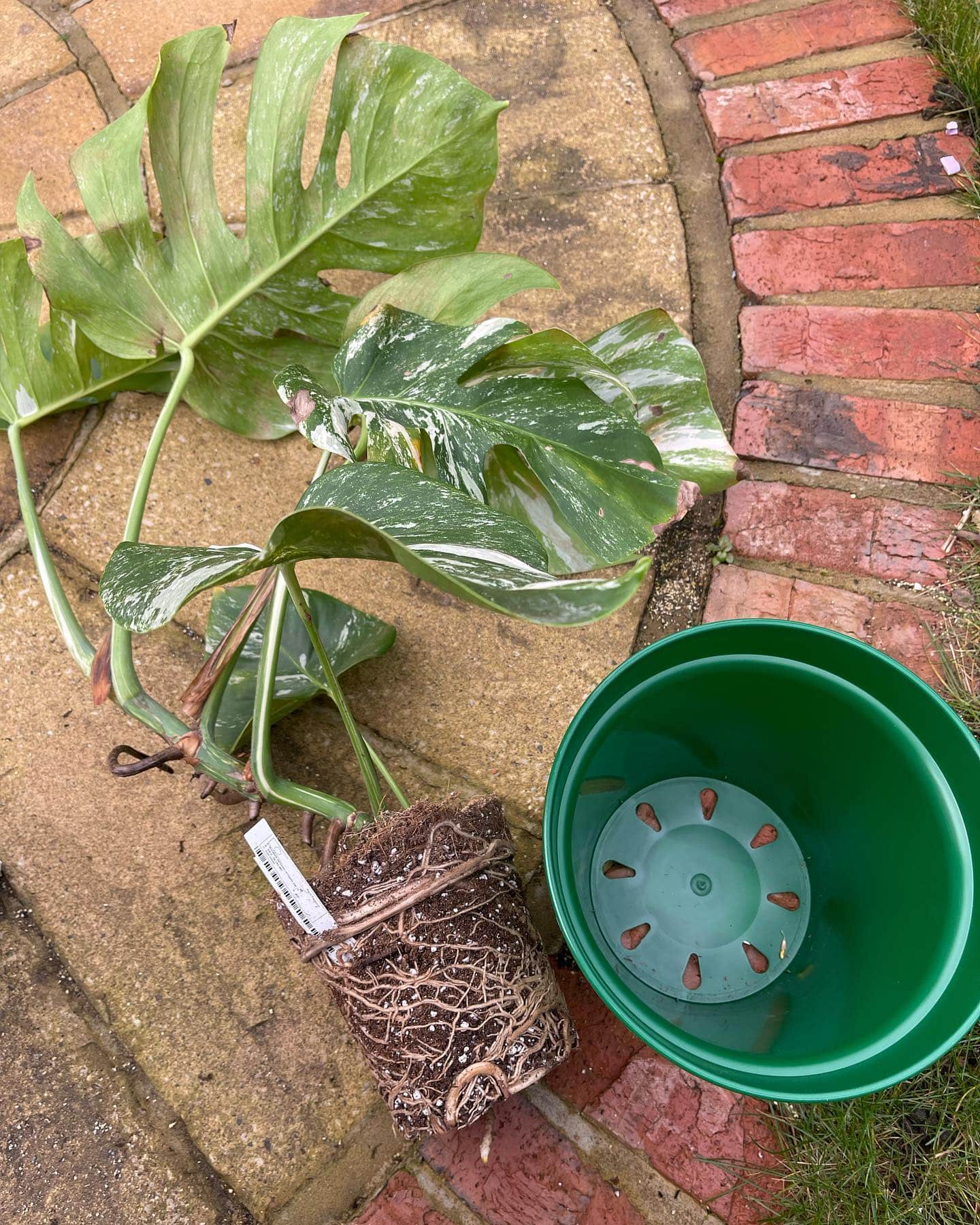 Indoor Plant Care Guide: 21+ Tips for Beginners From Experts ...