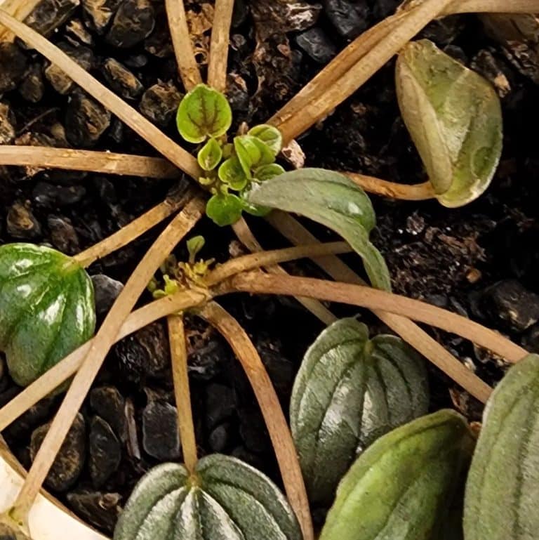 Peperomia Plants: How to Care and Find Your Perfect Plant | Plantcarefully