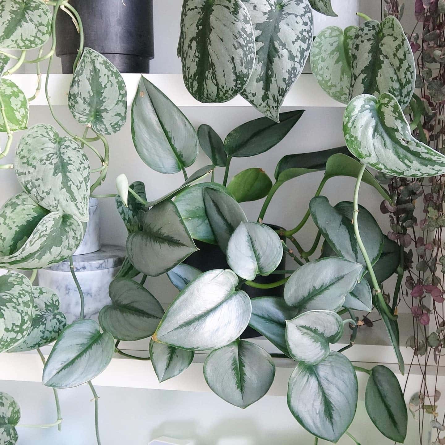 Scindapsus Treubii Moonlight Care and Growing Guide | Plantcarefully