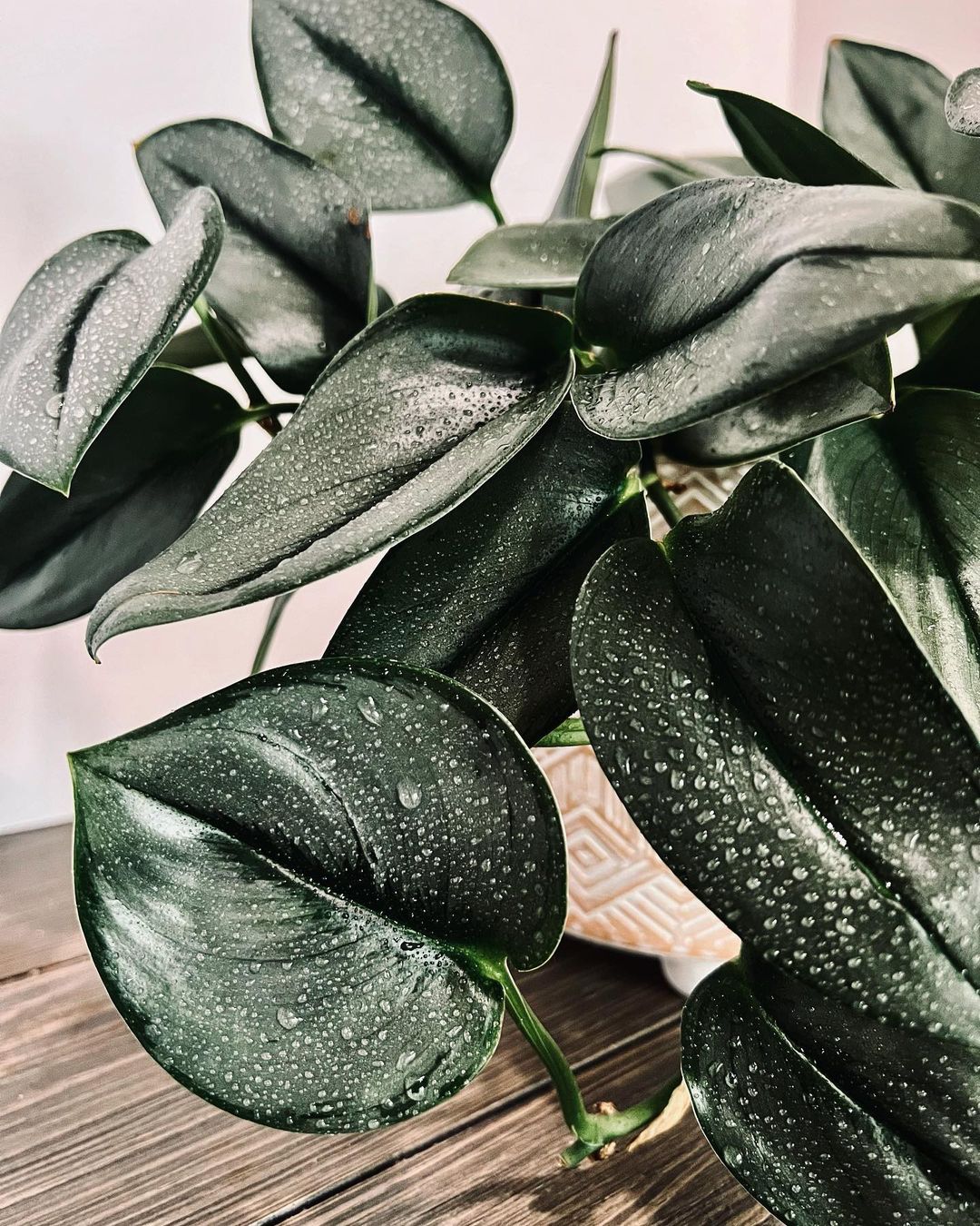 Scindapsus Treubii Moonlight Care and Growing Guide | Plantcarefully