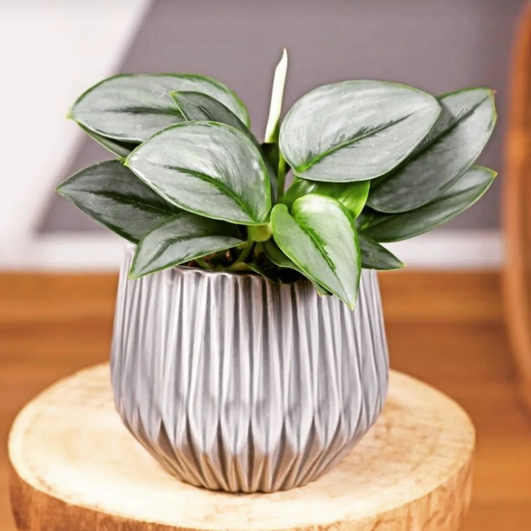 Scindapsus Treubii Moonlight Care and Growing Guide | Plantcarefully