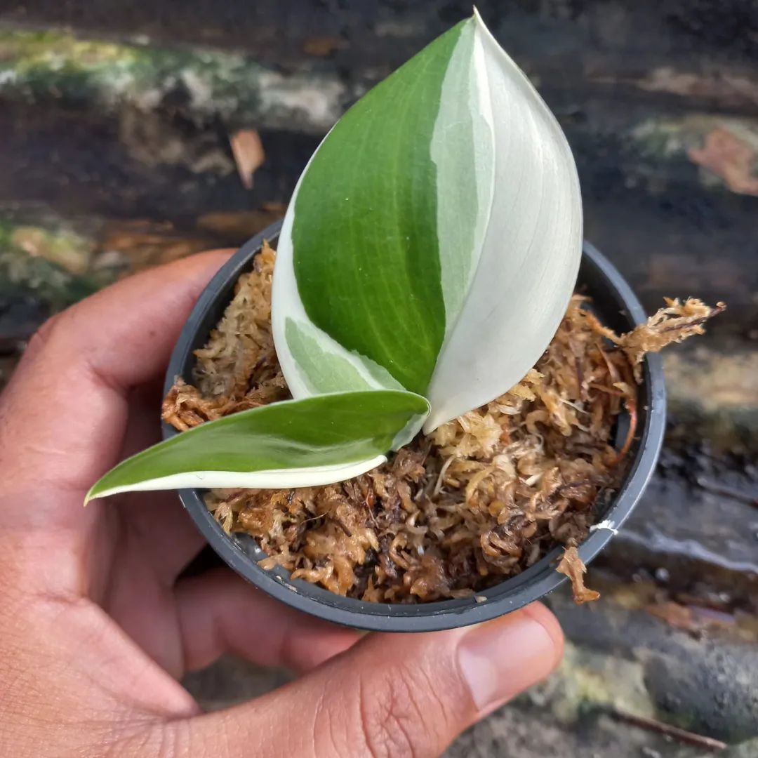 Scindapsus Treubii Moonlight Care and Growing Guide | Plantcarefully