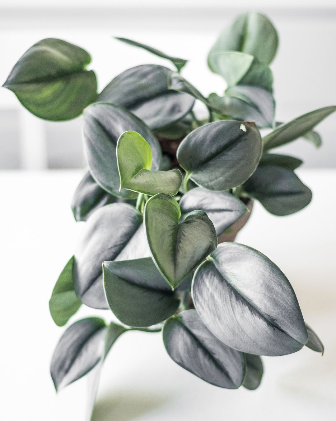 Scindapsus Treubii Moonlight Care and Growing Guide | Plantcarefully