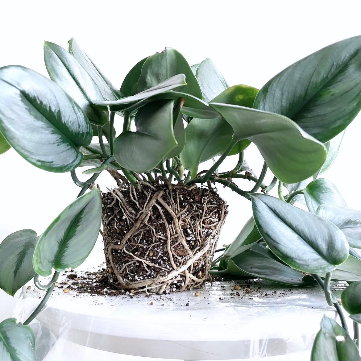 Scindapsus Treubii Moonlight Care and Growing Guide | Plantcarefully