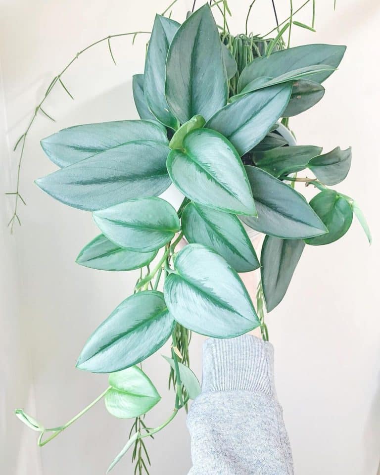 Scindapsus Treubii Moonlight Care and Growing Guide | Plantcarefully