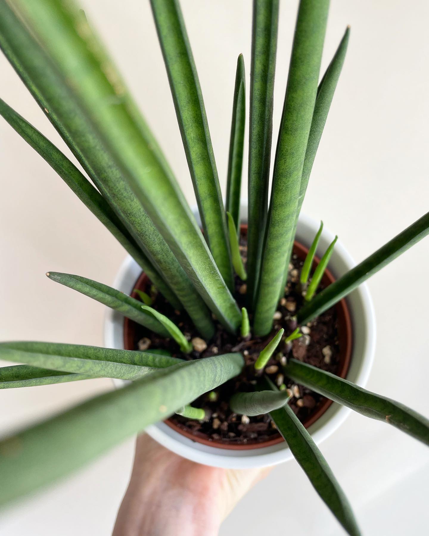 Growing Snake Plants (Dracaena Trifasciata) Indoors | Plantcarefully