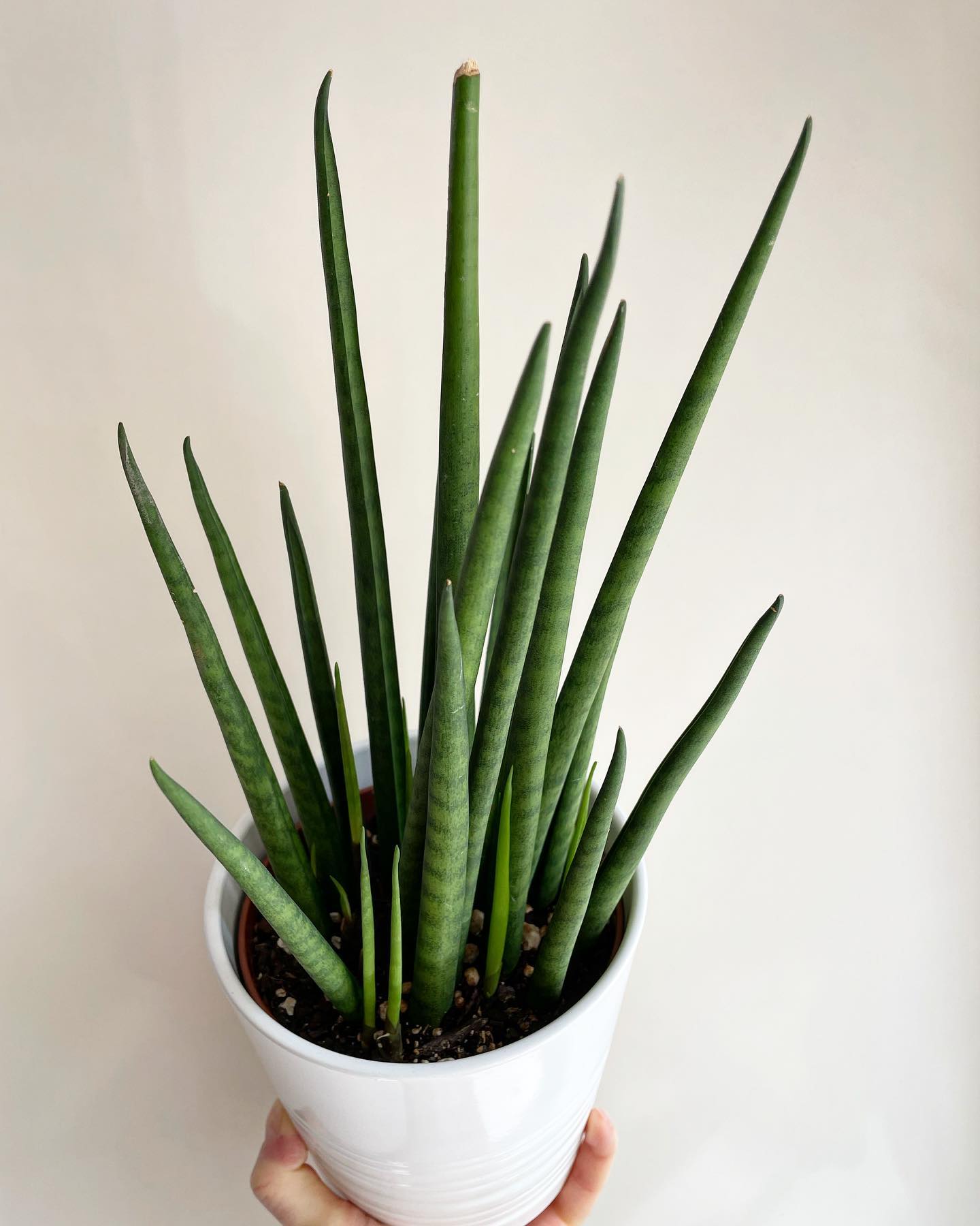 Caring for Succulents and Keeping Them Happy | Plantcarefully