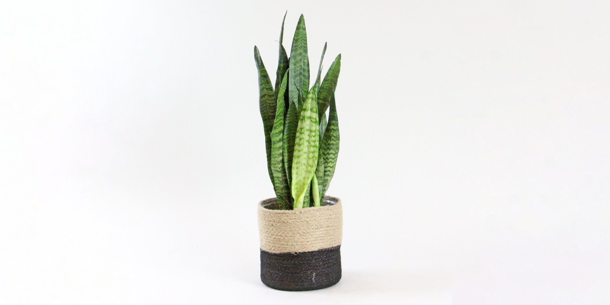 Growing Snake Plants (Dracaena Trifasciata) Indoors | Plantcarefully