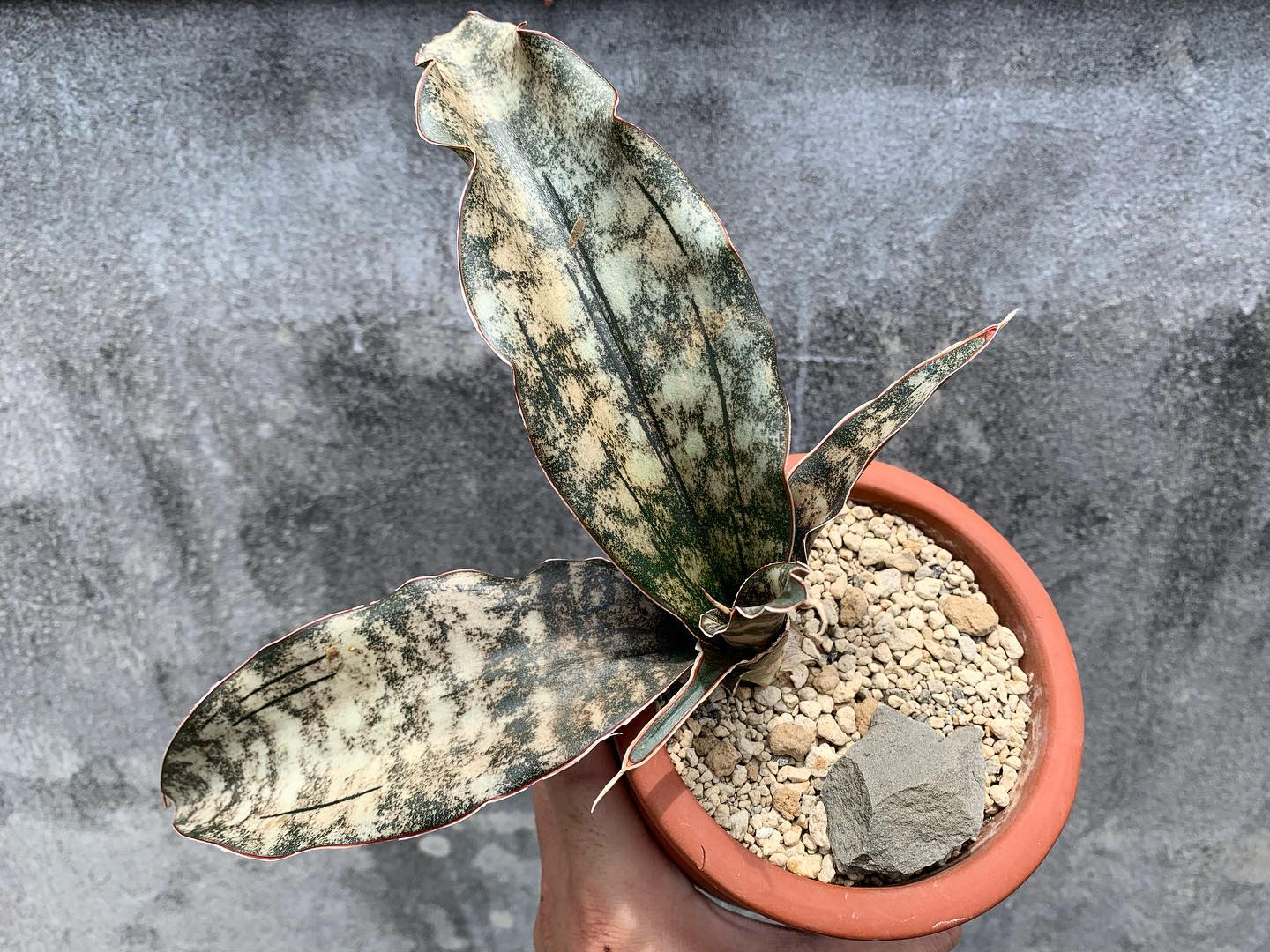 Growing Snake Plants (Dracaena Trifasciata) Indoors | Plantcarefully