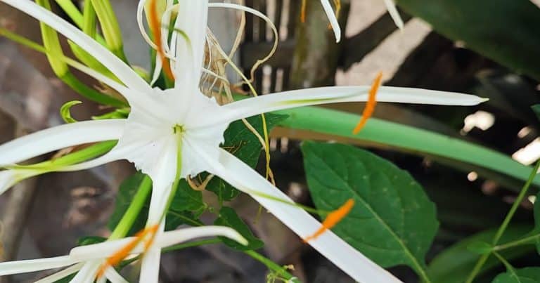 Spider Lily Care and Growing Guide | Plantcarefully