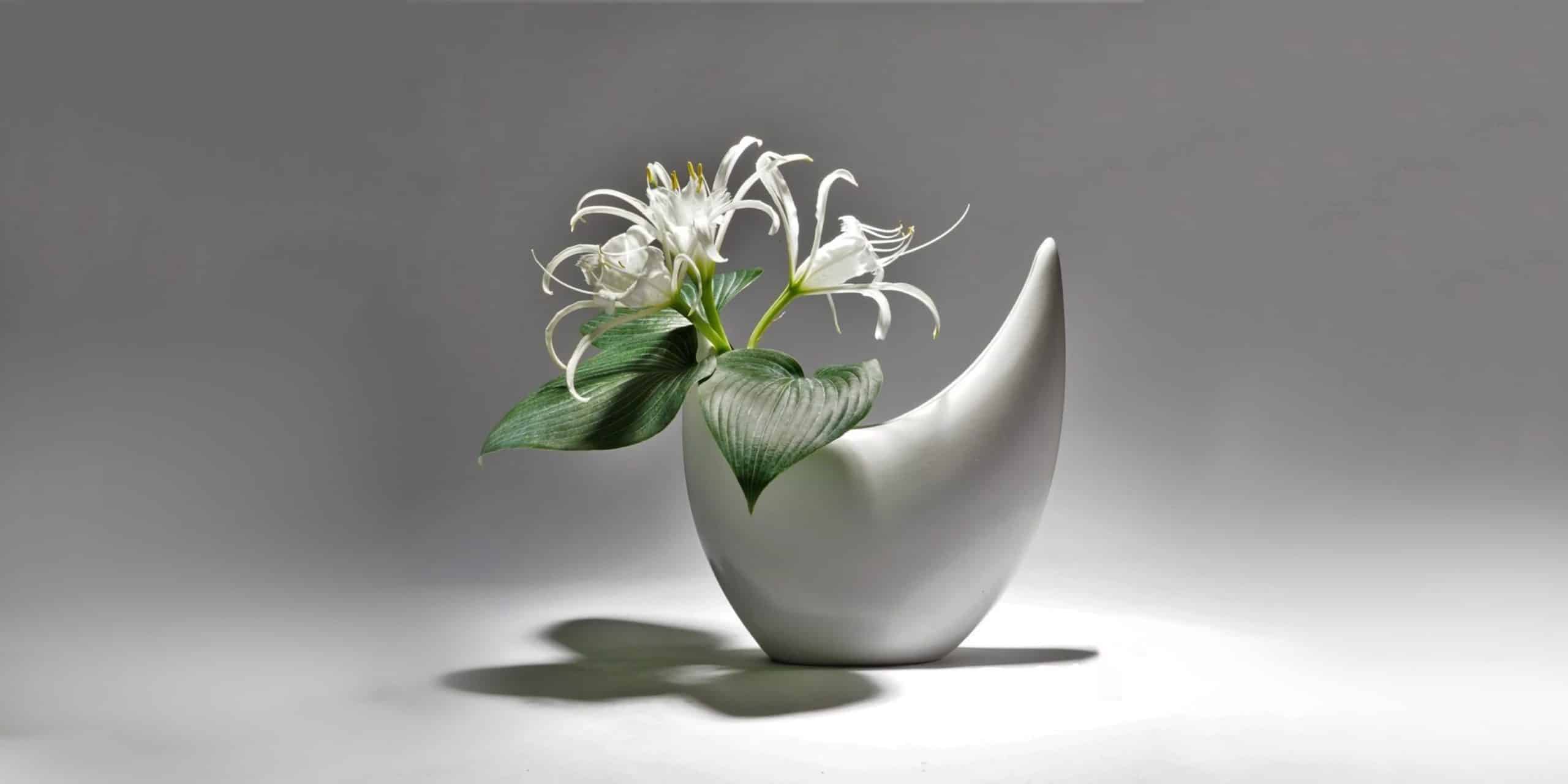 Spider Lily Care and Growing Guide | Plantcarefully