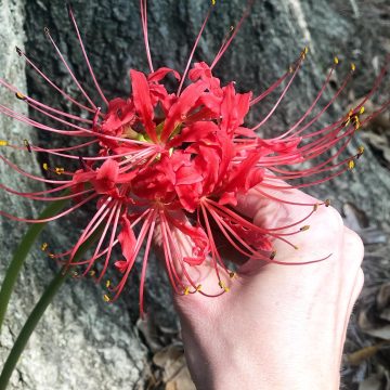 Spider Lily Care and Growing Guide | Plantcarefully