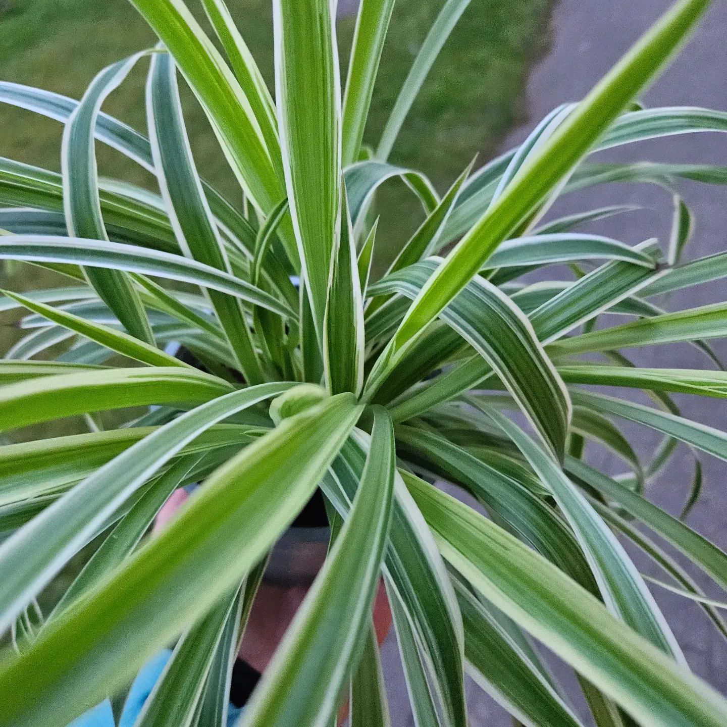 Spider Plants: Care and 11+ Growing Tips | Plantcarefully