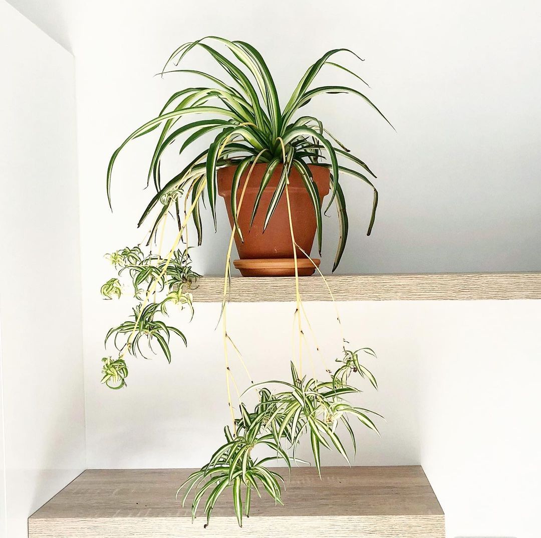Spider Plants: Care and 11+ Growing Tips | Plantcarefully