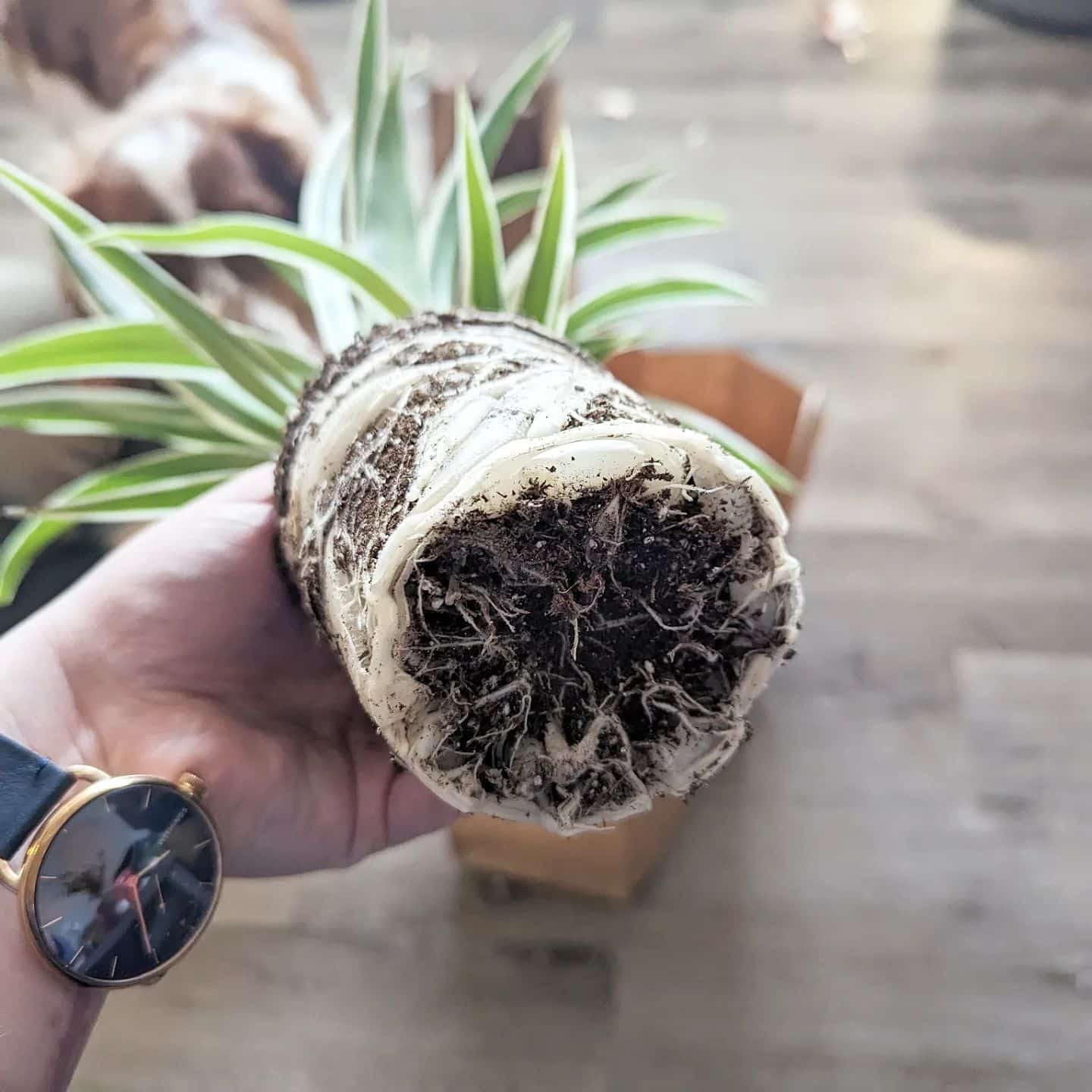 Spider Plants: Care and 11+ Growing Tips | Plantcarefully