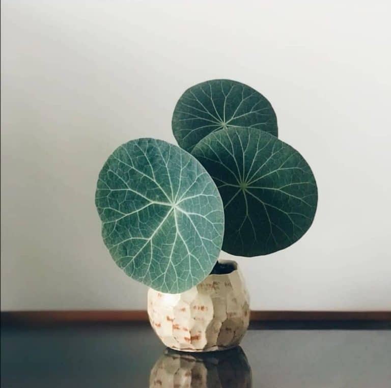 Stephania Erecta: Plant Care and Growing Guide | Plantcarefully