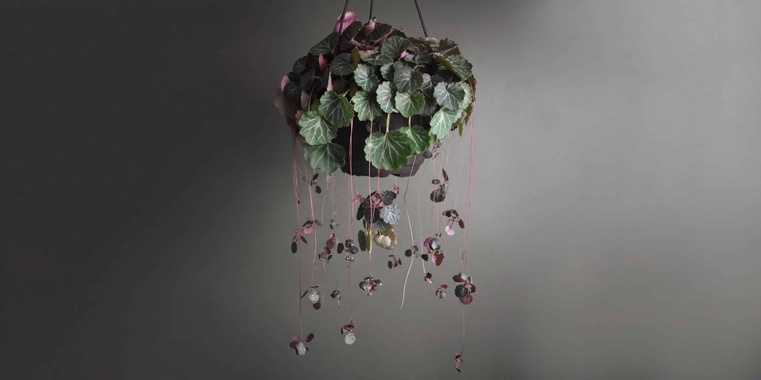 Strawberry Begonia Care and Growing Guide | Plantcarefully