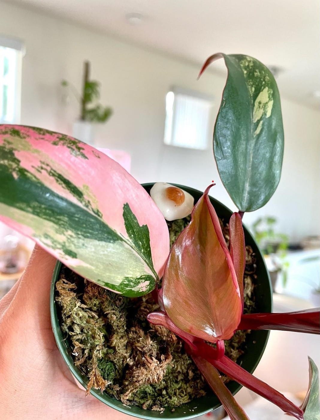 Philodendron Strawberry Shake: Care and Growing Guide | Plantcarefully