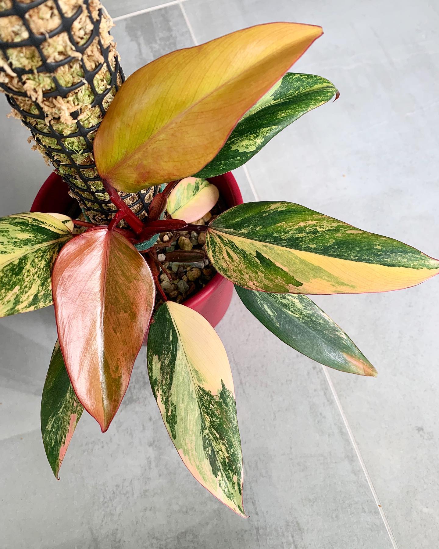 Philodendron Strawberry Shake: Care and Growing Guide | Plantcarefully