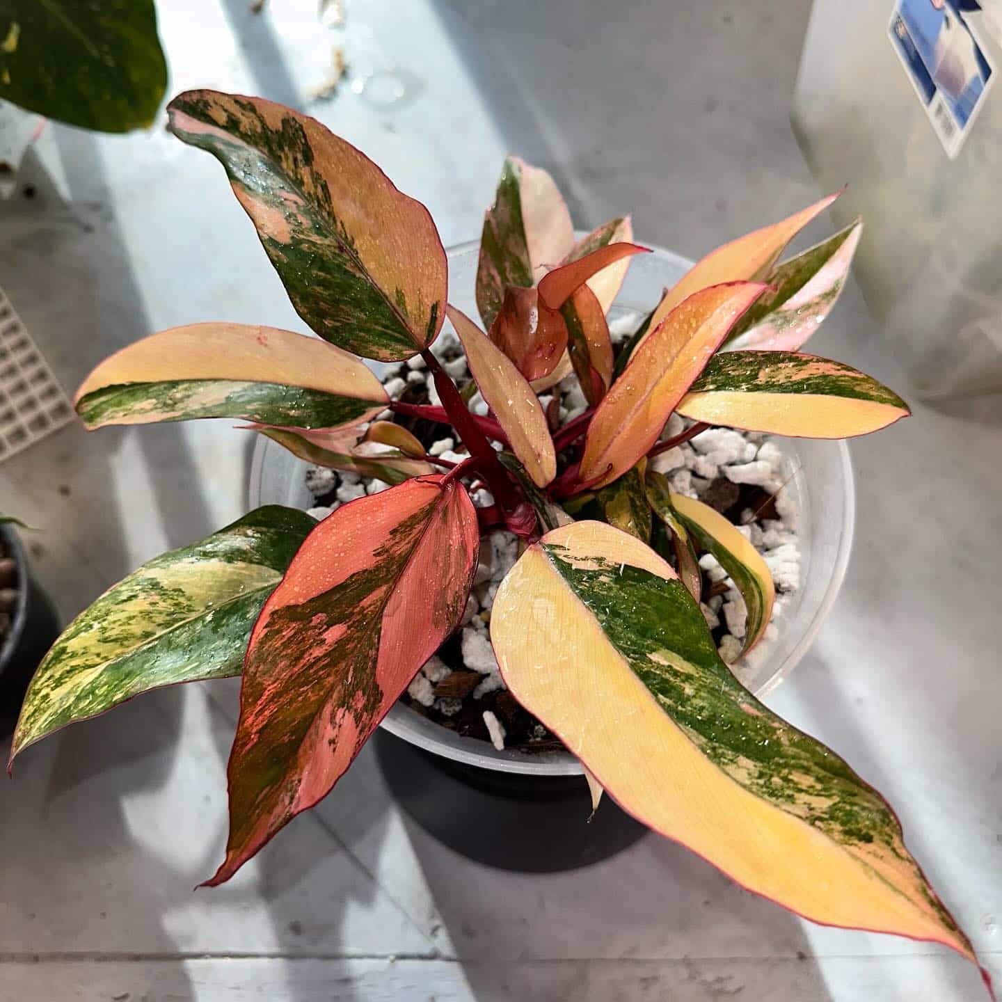 Philodendron Strawberry Shake: Care and Growing Guide | Plantcarefully