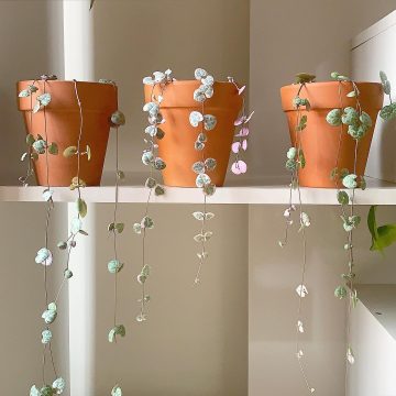 String of Hearts Plant Care and Growing Guide | Plantcarefully