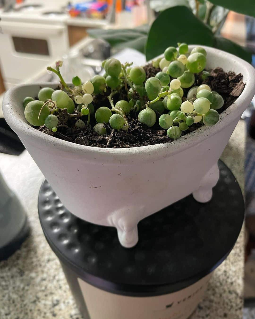 String of Pearls: Plant Care & Growing Tips! | Plantcarefully