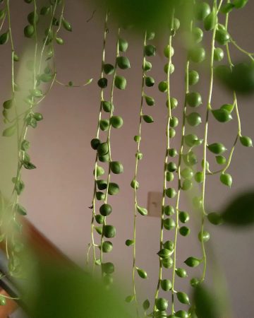 String of Pearls: Plant Care & Growing Tips! | Plantcarefully