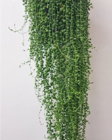 String of Pearls: Plant Care & Growing Tips! | Plantcarefully