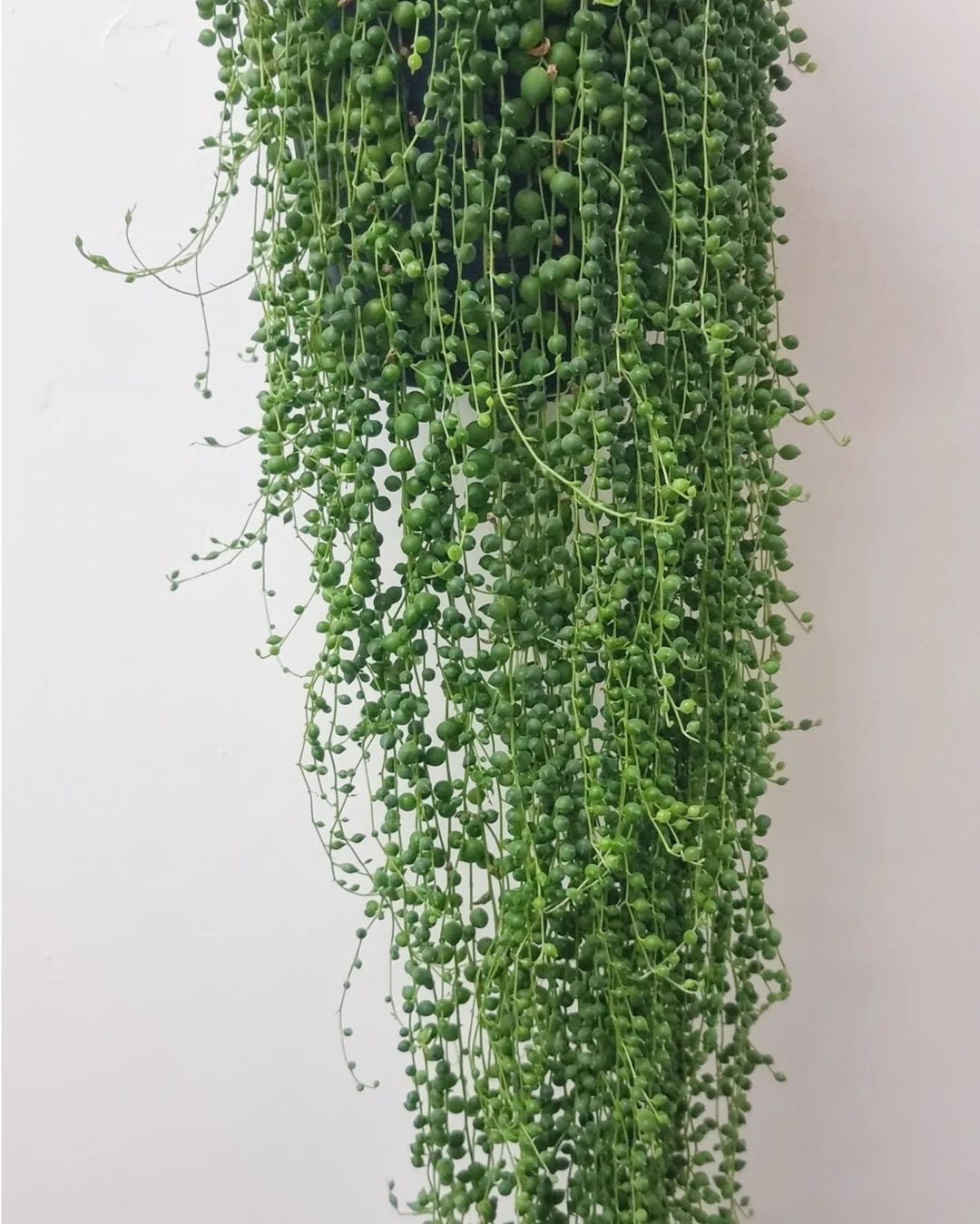 String of Pearls: Plant Care & Growing Tips! | Plantcarefully