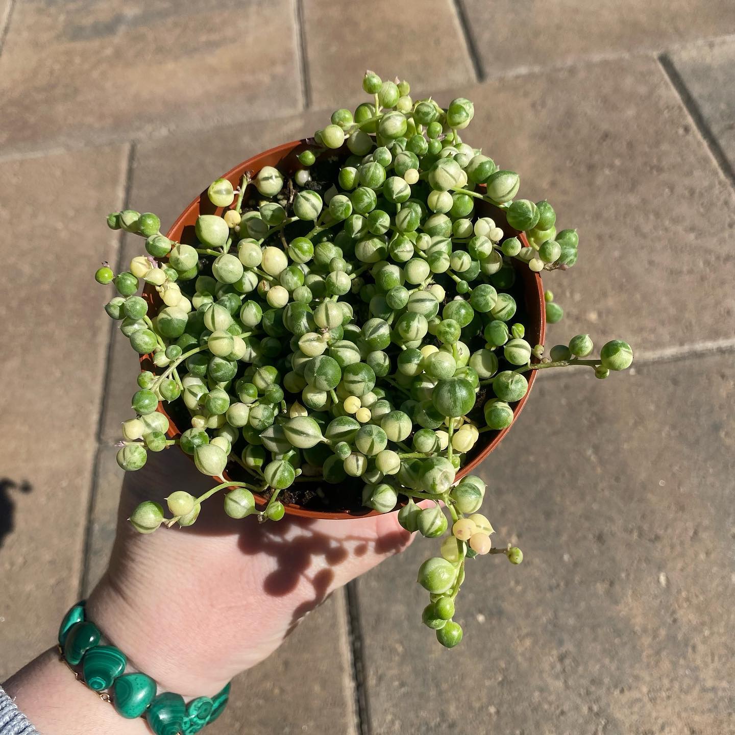 String of Pearls: Plant Care & Growing Tips! | Plantcarefully