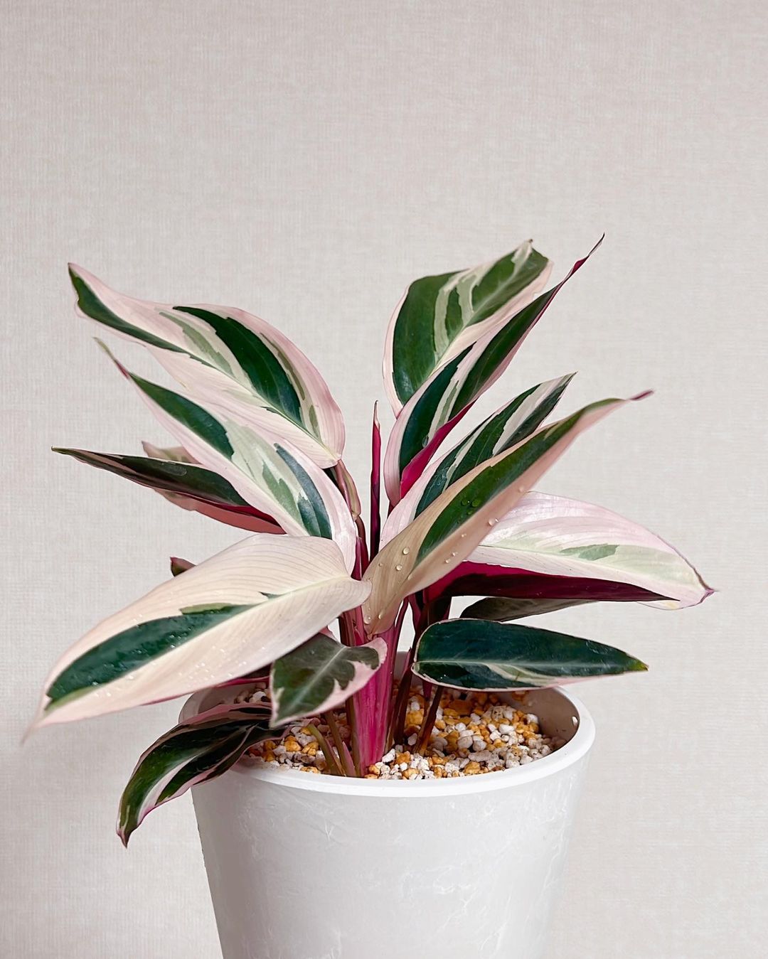 Stromanthe Triostar: Care and Growing Tips! | Plantcarefully