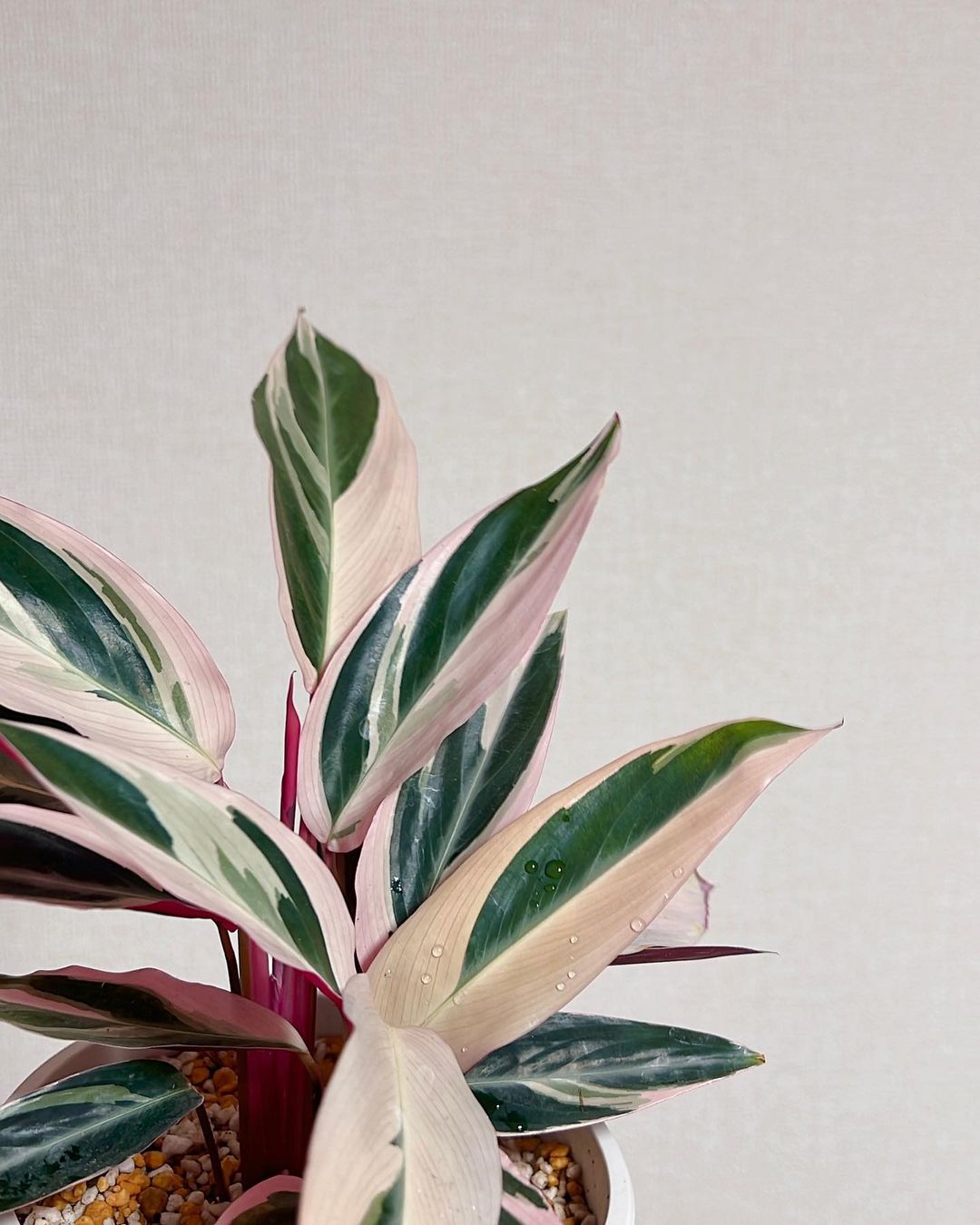 Stromanthe Triostar: Care and Growing Tips! | Plantcarefully