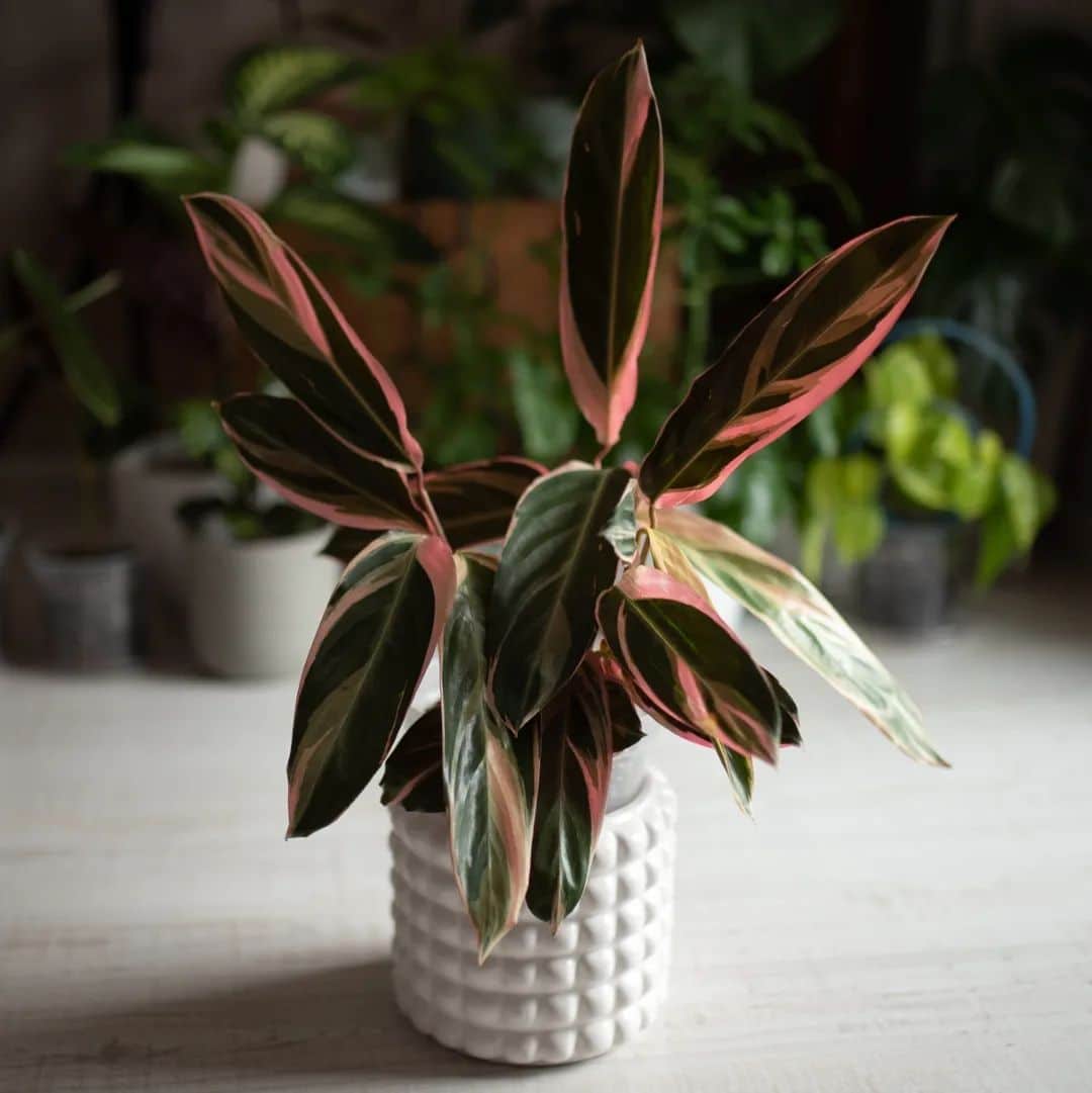 Stromanthe Triostar: Care and Growing Tips! | Plantcarefully