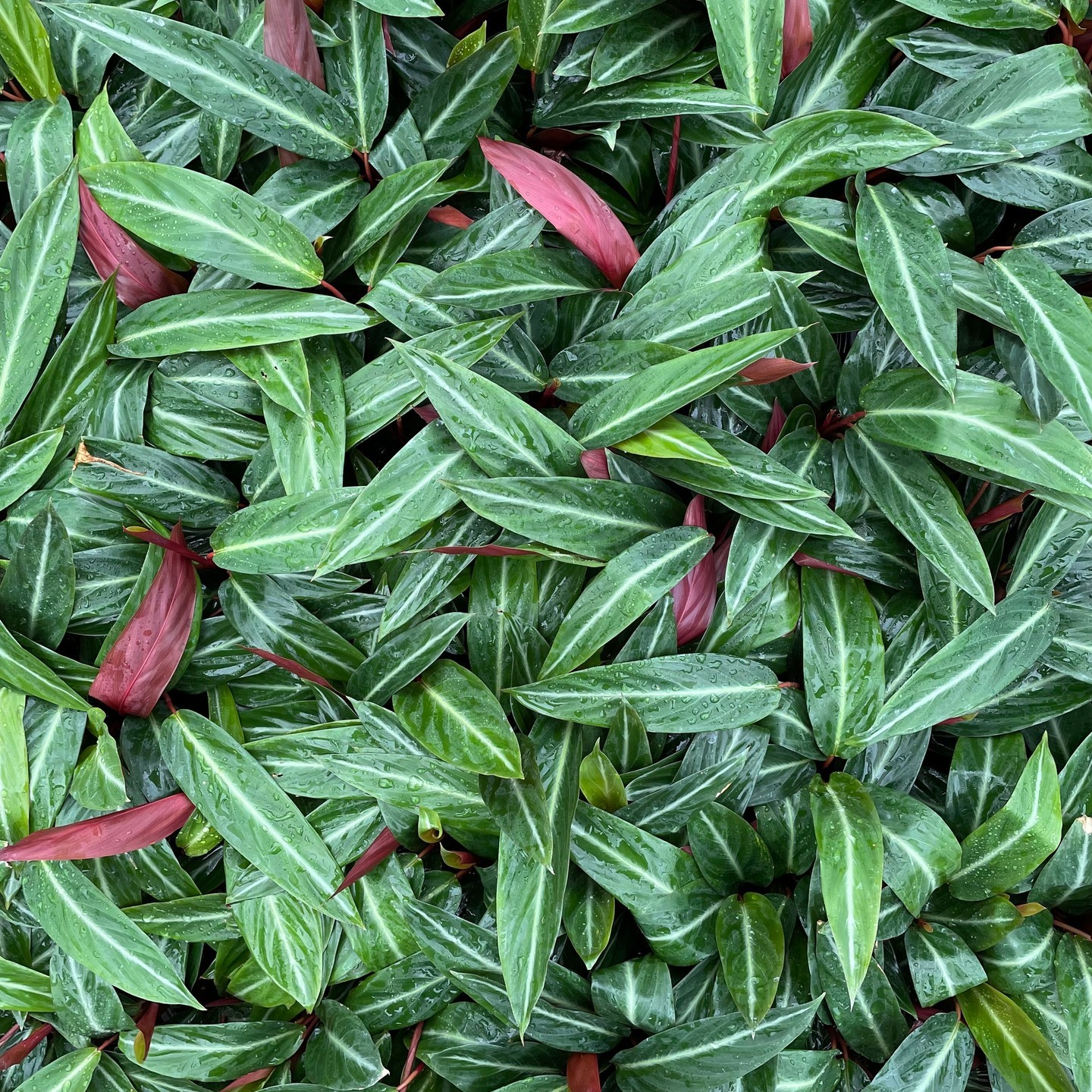 Stromanthe Triostar: Care and Growing Tips! | Plantcarefully