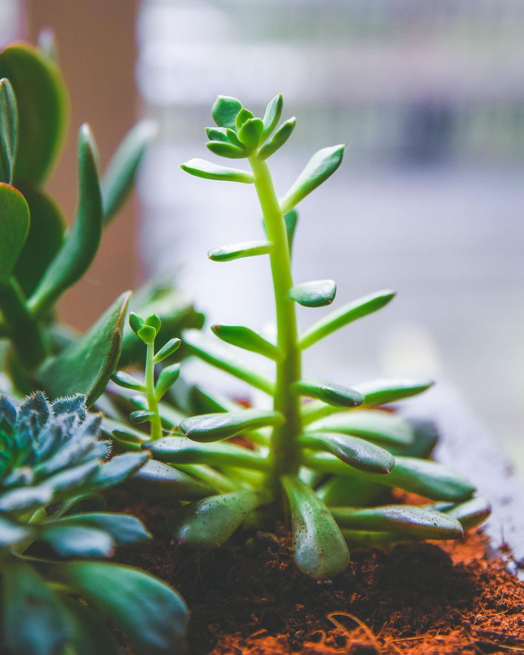 Caring for Succulents and Keeping Them Happy | Plantcarefully