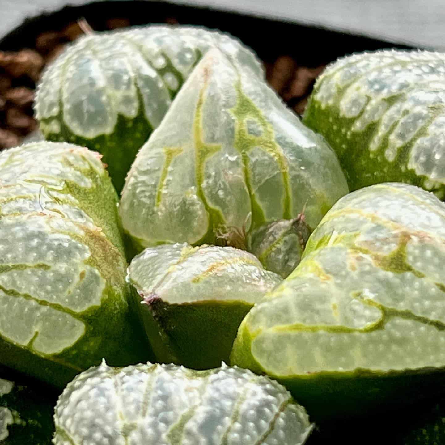 Caring for Succulents and Keeping Them Happy | Plantcarefully