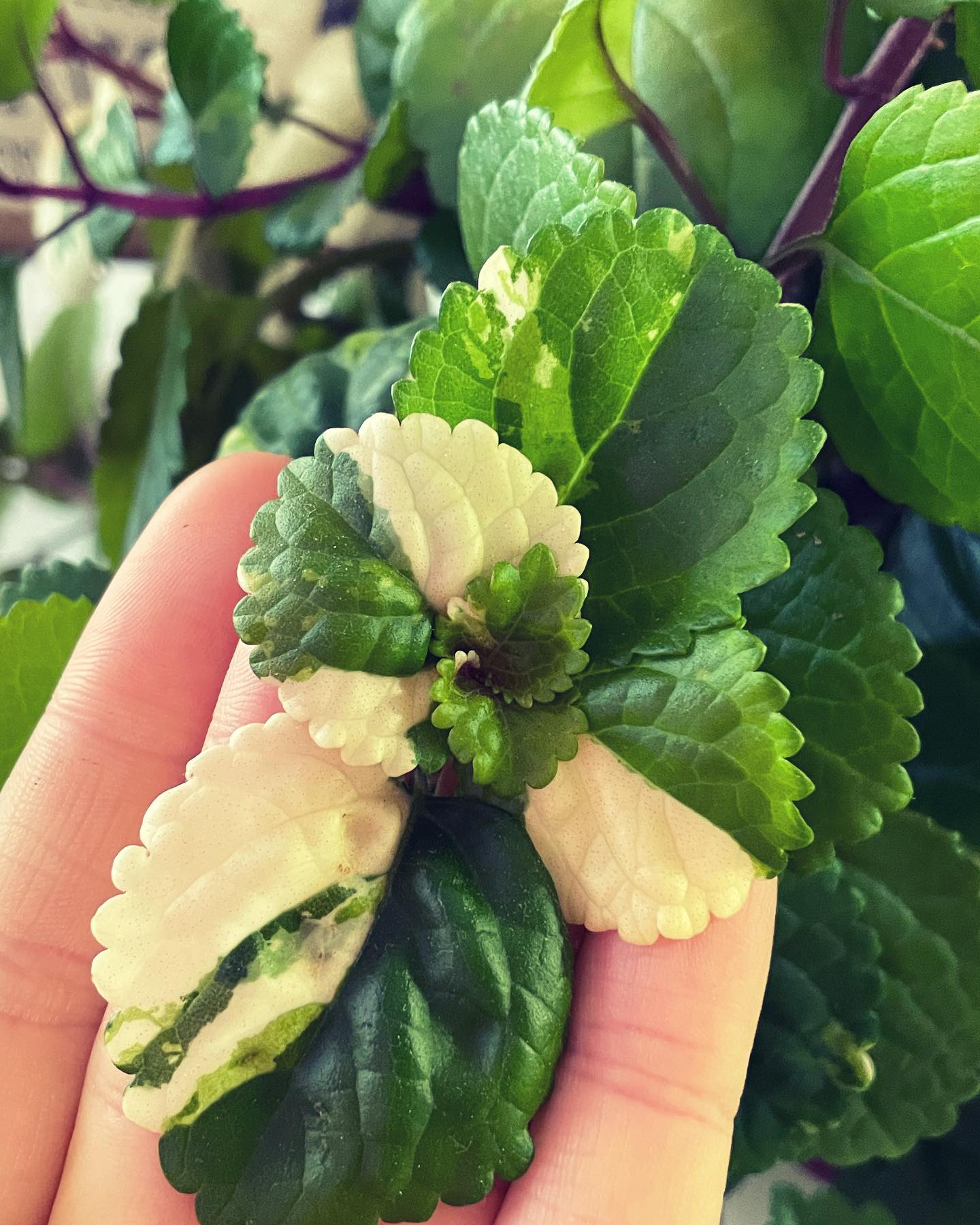 What Is A Swedish Ivy at Bobbi Thompson blog