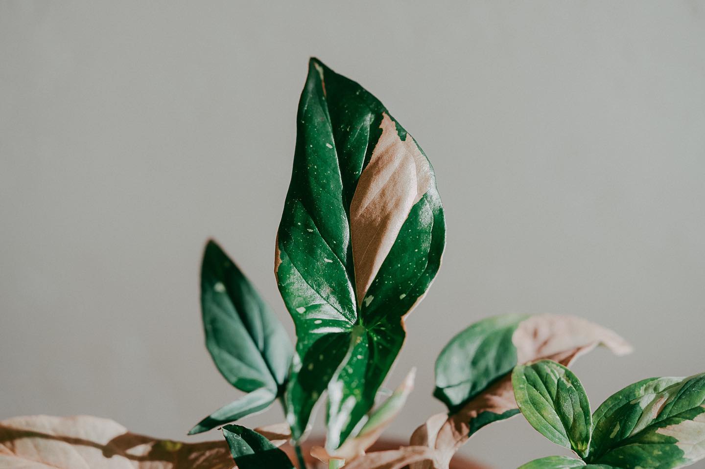 How to Care for Syngonium (Arrowhead Plant) | Plantcarefully