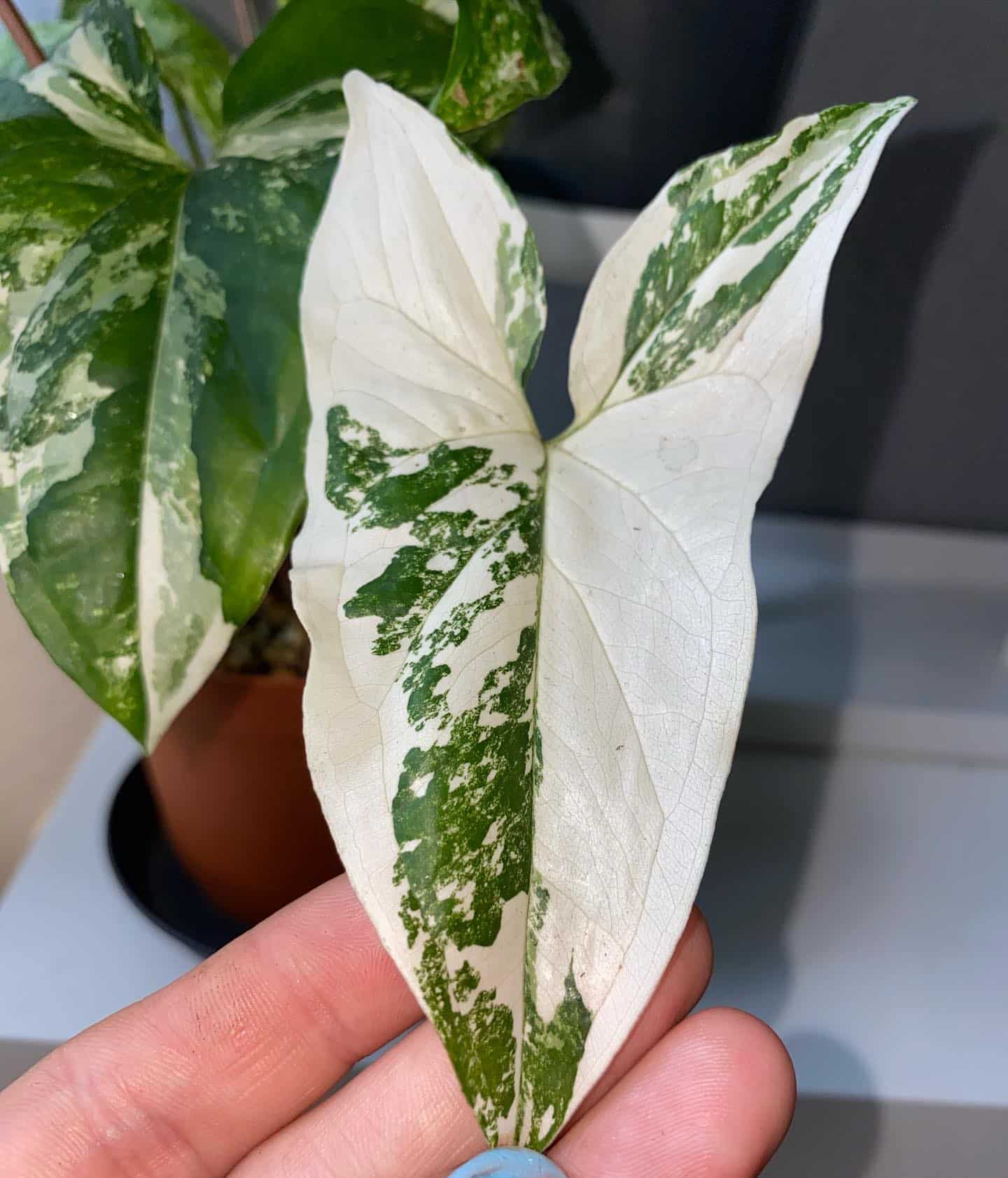 How to Care for Syngonium (Arrowhead Plant) | Plantcarefully