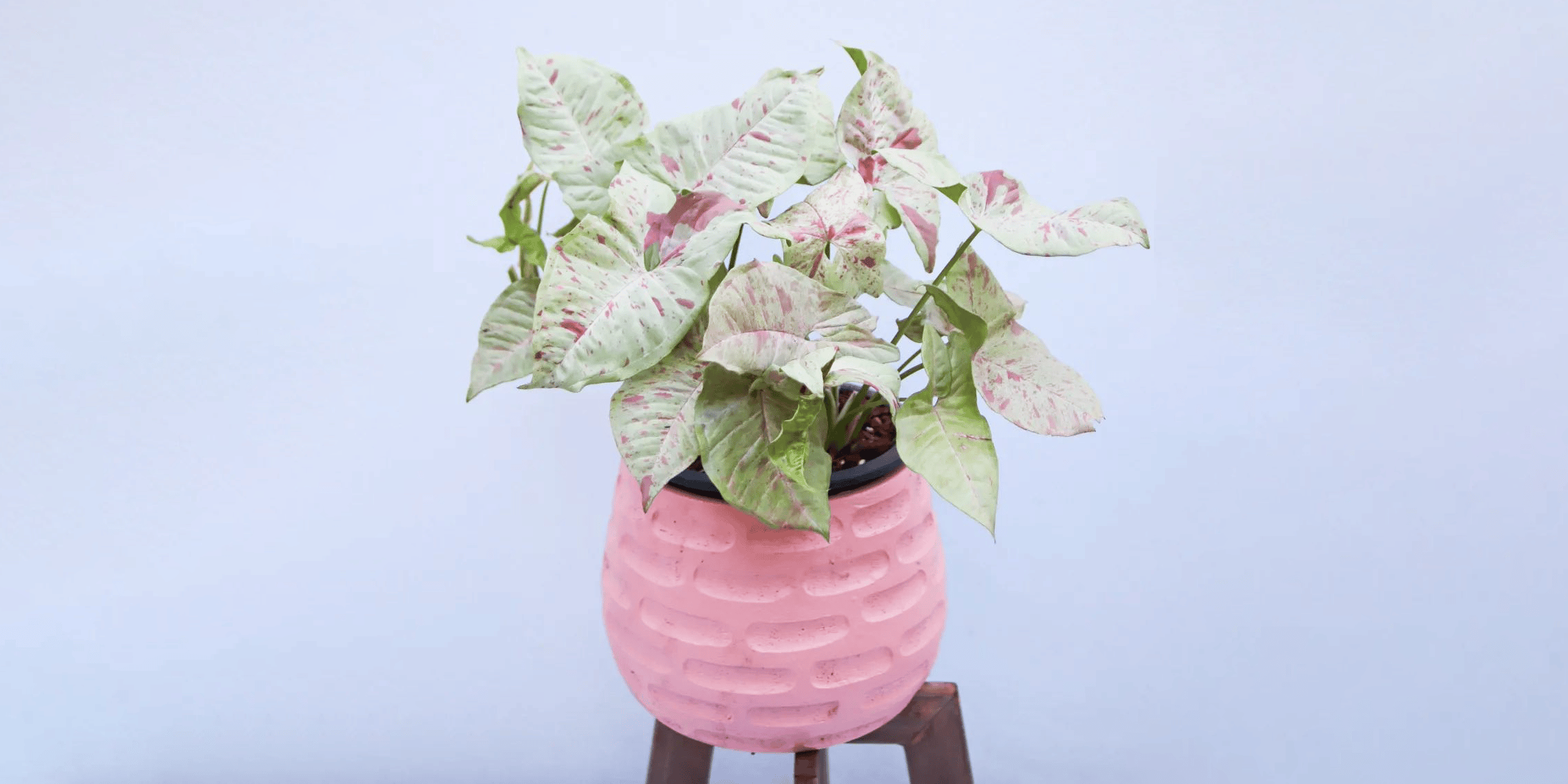 How to Care for Syngonium (Arrowhead Plant) | Plantcarefully