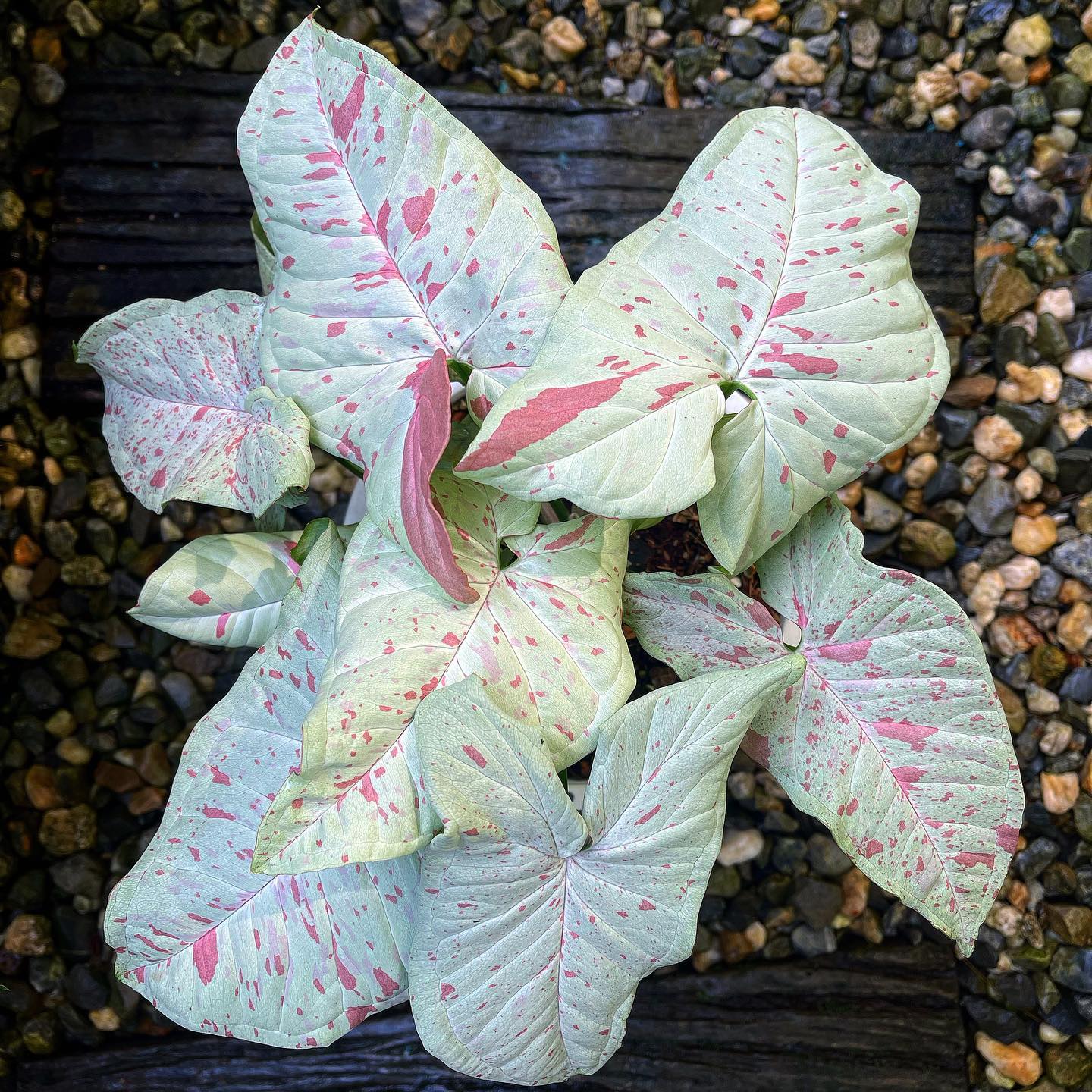 How to Care for Syngonium (Arrowhead Plant) | Plantcarefully