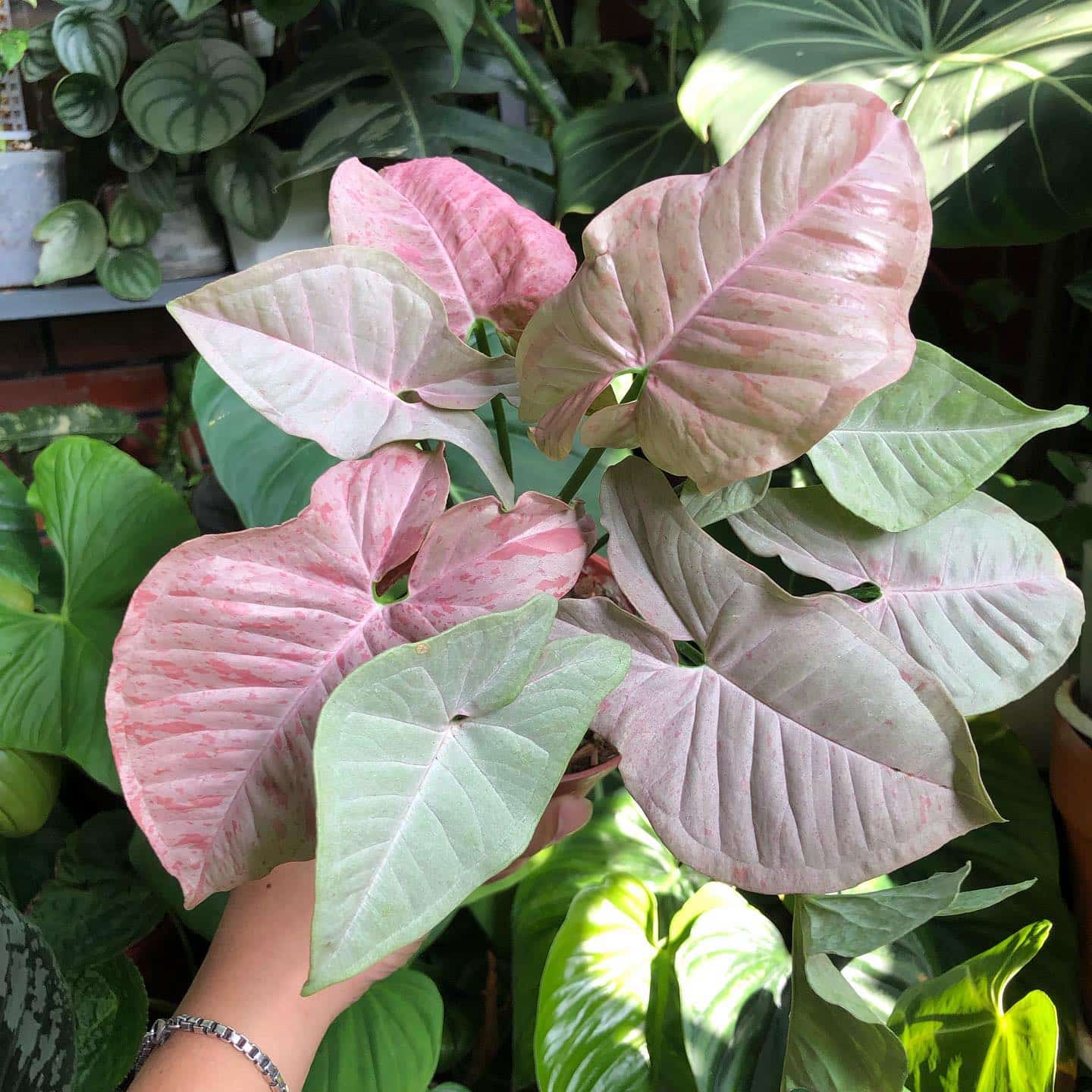 How to Care for Syngonium (Arrowhead Plant) | Plantcarefully