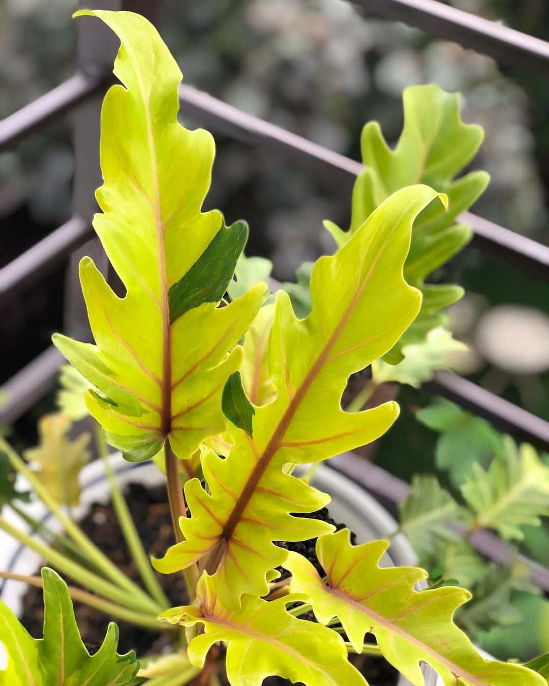 Thaumatophyllum Xanadu Care and Growing Guide | Plantcarefully